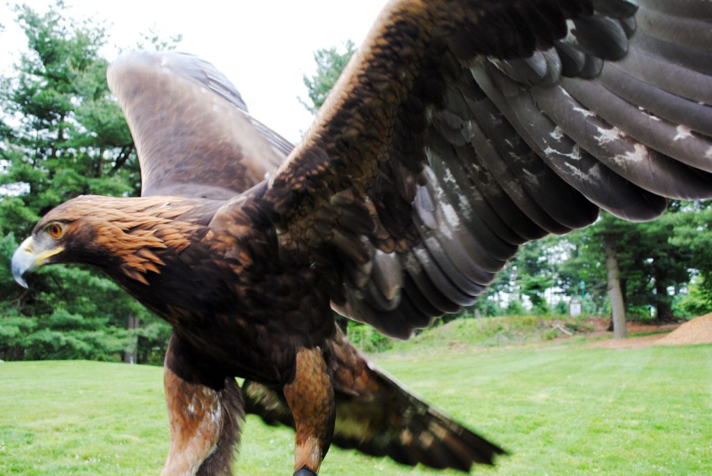 Raptor wings of autumn; why and where - Herald-Standard